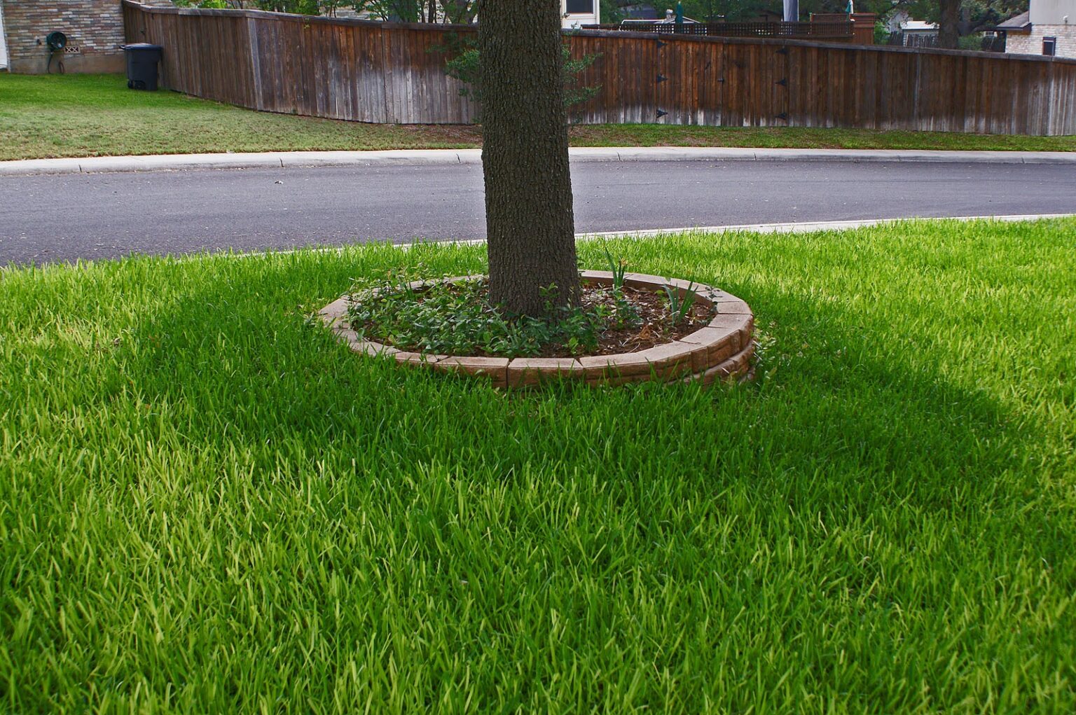 The Best Types of Grass to Plant Near Trees - House Integrals