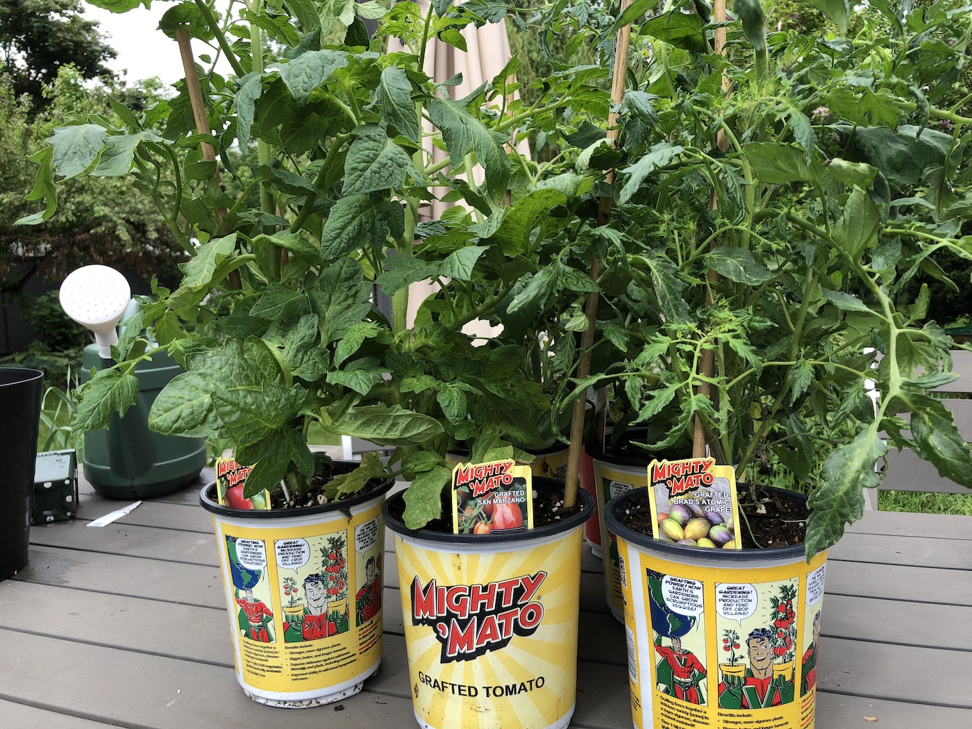 How to Increase Tomato Plant Fruit Production - House Integrals